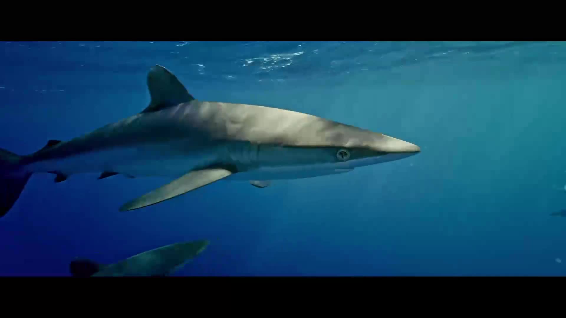 Requins prédateurs menacés DVD - Andre Borell - DVD Zone 2 - Achat ...