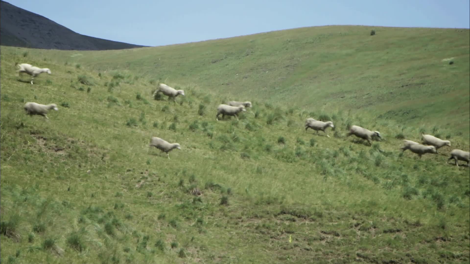 La Gueule du loup DVD - Jérôme Ségur - DVD Zone 2 - Achat & prix | fnac